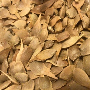 Purpleblow Maple Tree Seeds (ACER TRUNCATUM) (shantung Maple) - Etsy