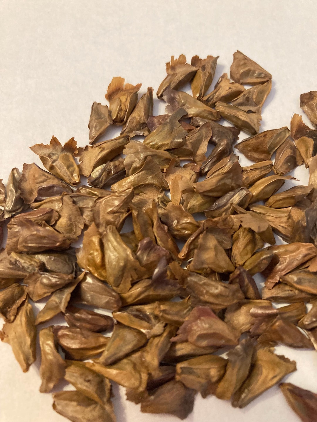 Bornmuller Fir Tree Seeds (ABIES BORNMULLERIANA) (turkish Fir ...