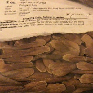 Pumpkin Ash Tree Seeds FRAXINUS PROFUNDA - Etsy
