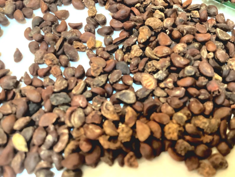 Utah Serviceberry Seeds (AMELANCHIER UTAHENSIS) - Etsy