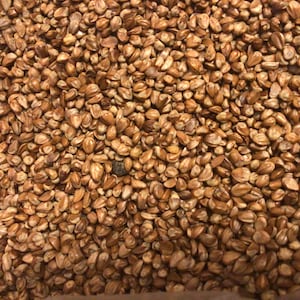 Eastern Red Cedar Tree Seeds (JUNIPERUS VIRGINIANA) (2024 New Supply ...