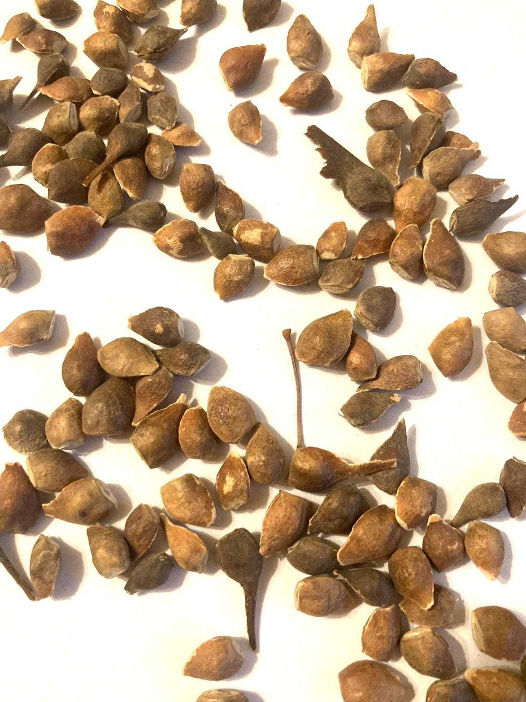 Paperbark Maple Tree Seeds (ACER Griseum)(bloodbark Maple) - Etsy