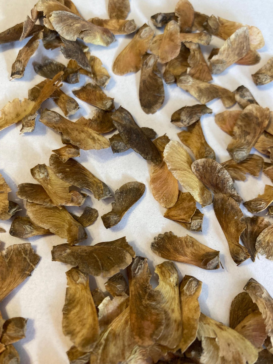 Ki Hachijo Japanese Maple Tree Seeds (ACER PALMATUM 'kihachijo') - Etsy