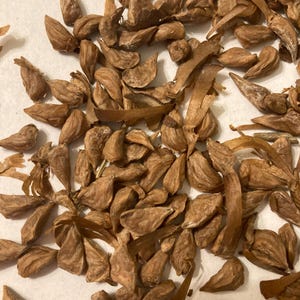 Cypress Cedar Tree Seeds (CEDRUS BREVIFOLIA) - Etsy