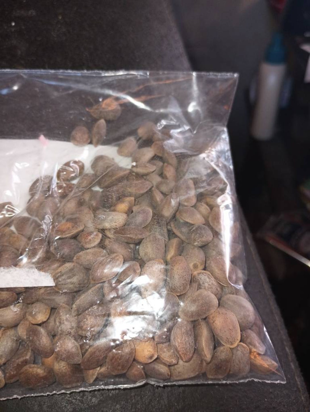 Southwestern White Pine Tree Seeds PINUS STROBIFORMUS - Etsy