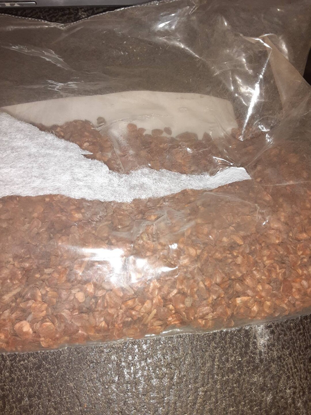 Chinese Weeping Cypress Tree Seeds funeral Cypress - Etsy