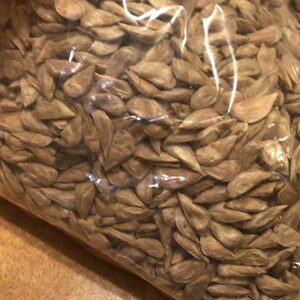 Deodar Cedar Tree Seeds (CEDRUS DEODARA) (himalayan Cedar) - Etsy