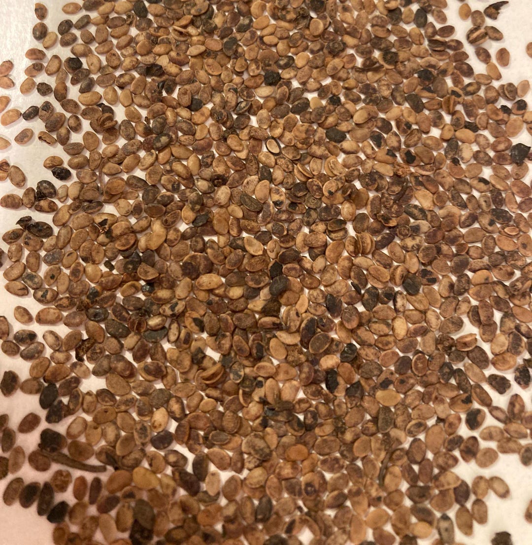 Ink Berry Tree Seeds (ILEX GLABRA) (appalachian Tea) (dye-leaves ...