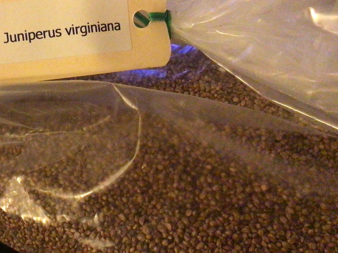 Eastern Red Cedar Tree Seeds juniperus Virginiana fresh Crop 2023 - Etsy