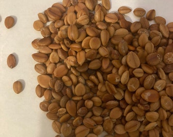 Golden Rain Tree, Cassia Fistula Bonsai Tree, extend Your Life Collection From Rare and Exotic ...