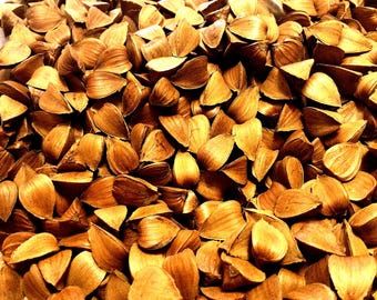 1 American Beech Tree (fagus Grandifolia) in a Quart Container - Etsy