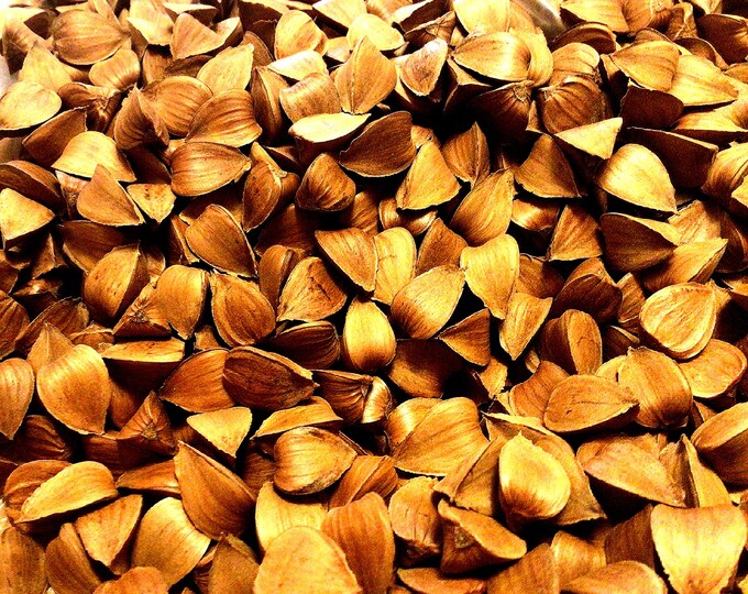 American Beech Tree, Fagus Grandifolia, Hardy and Long Lived, Fall ...