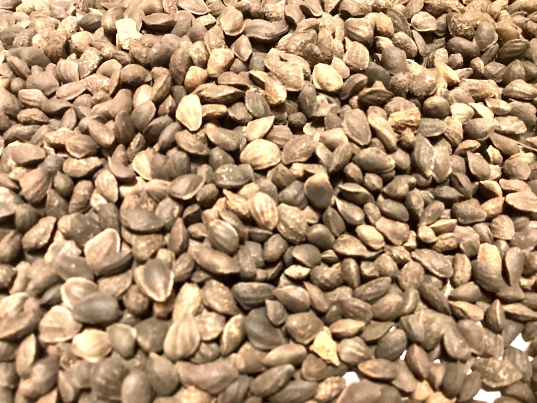 Loblolly Pine Tree Seeds (PINUS TAEDA Piedmont) - Etsy