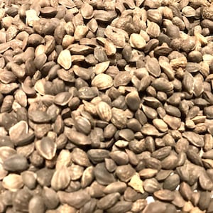 Loblolly Pine Tree Seeds (PINUS TAEDA Piedmont) - Etsy