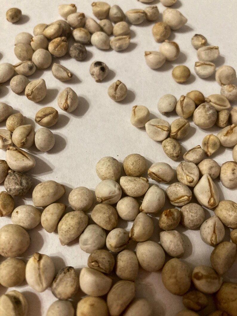 Chinese Tallow Tree Seeds (SAPIUM SEBIFERUM) - Etsy