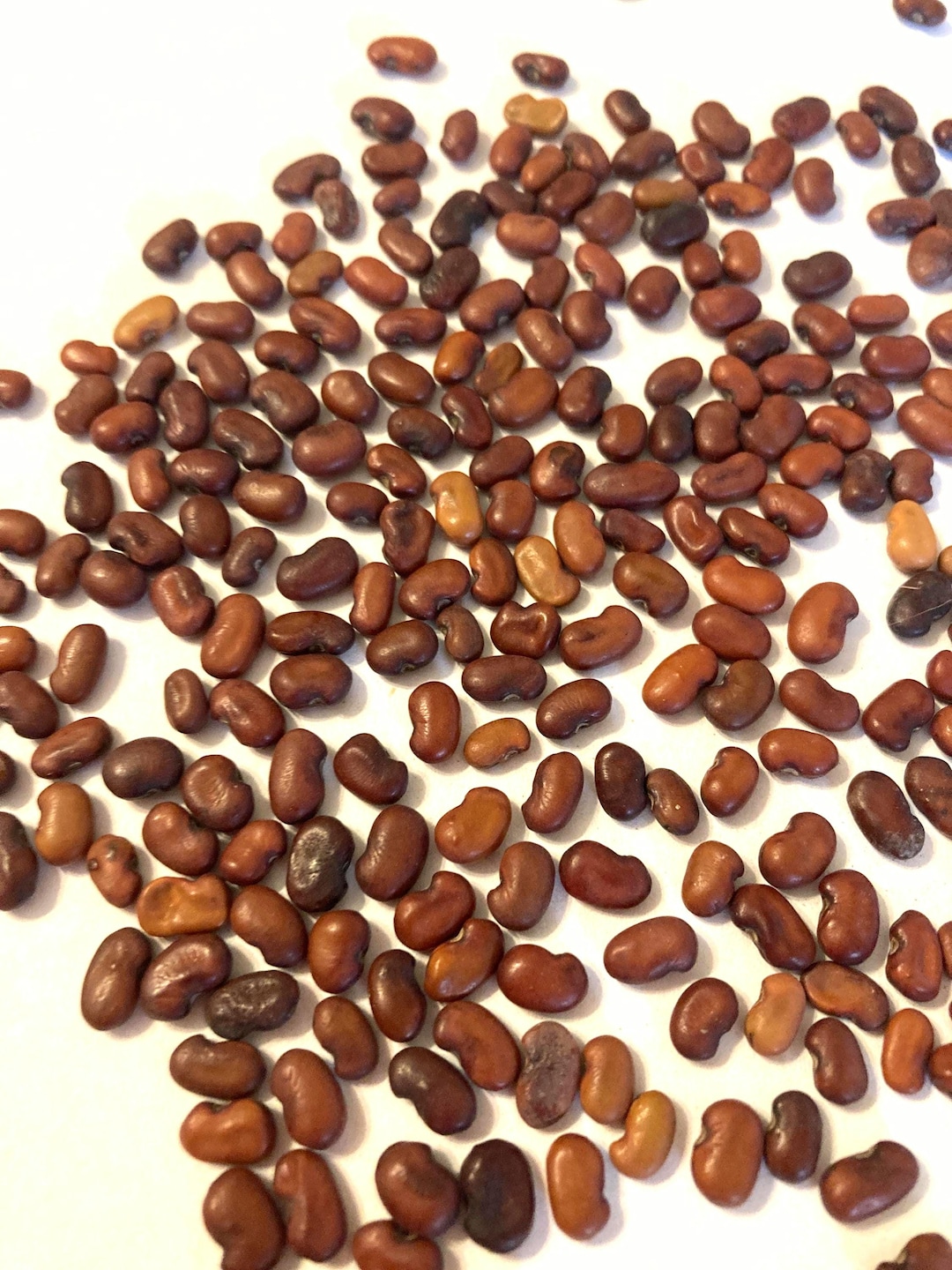 Vegetable Hummingbird Tree Seeds (SESBANIA GRANDIFLORA) (agati) - Etsy