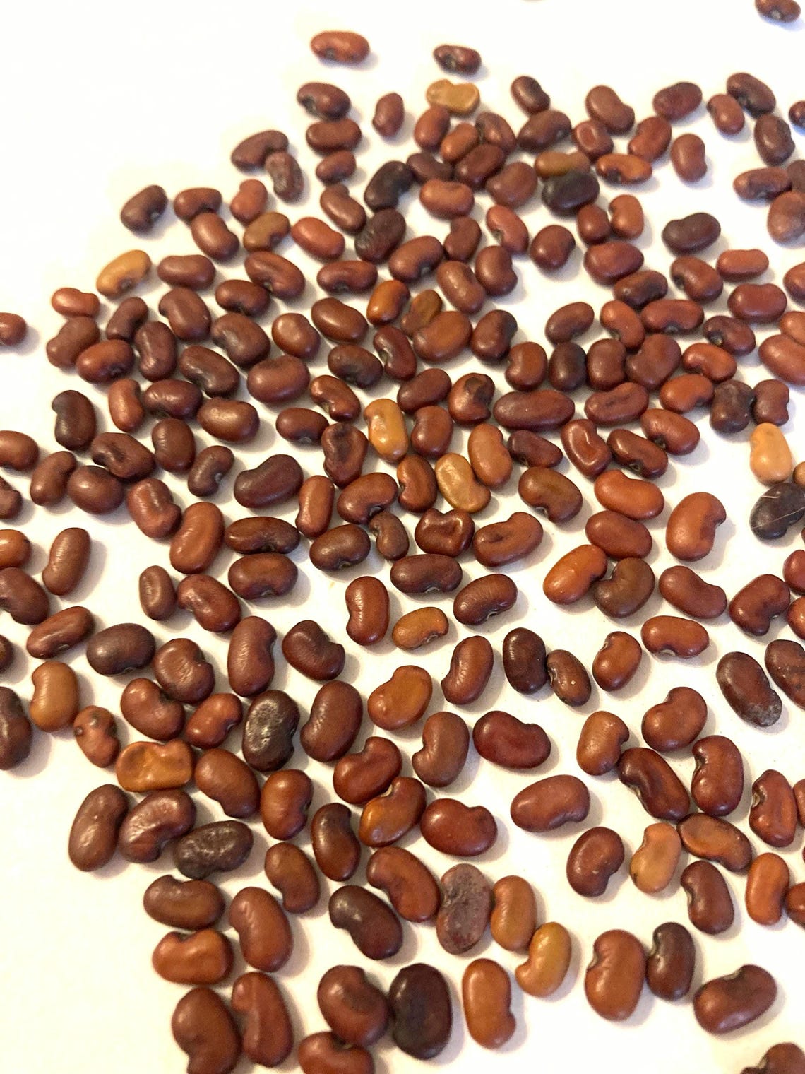 Vegetable Hummingbird Tree Seeds (SESBANIA GRANDIFLORA) (agati) - Etsy