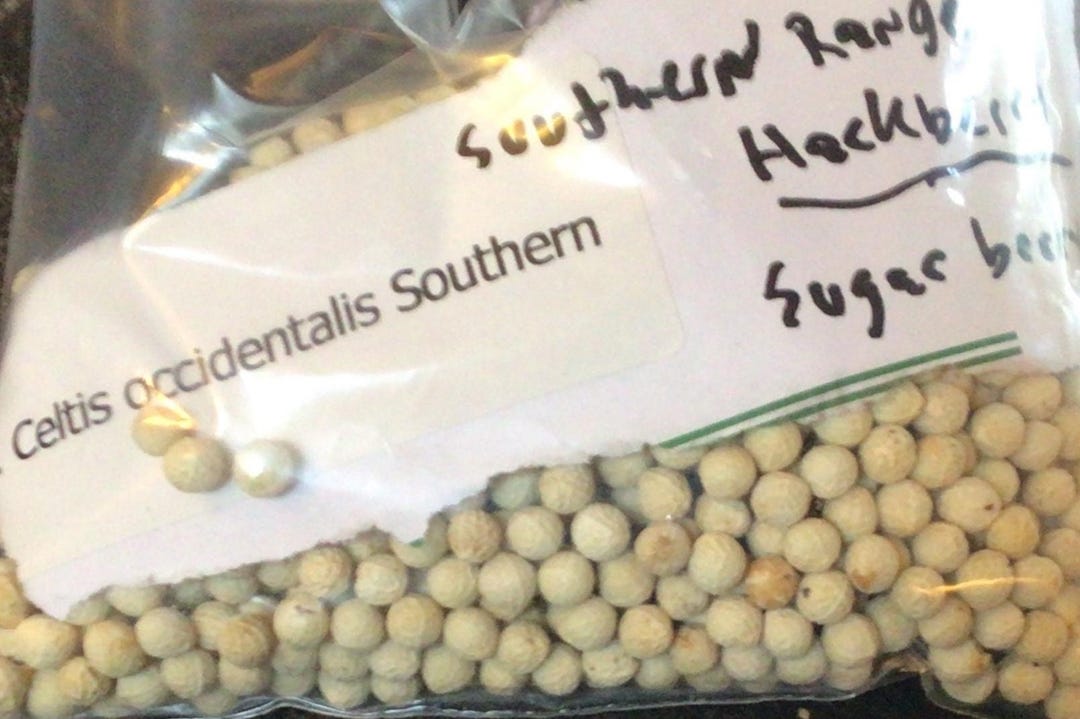 Southern Range Hackberry Tree Seeds (celtis Occidentalis Southern ...