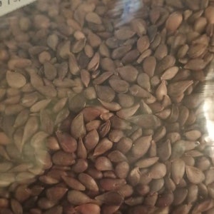 Common Apple Tree Seeds malus Pumila paradise Apple - Etsy