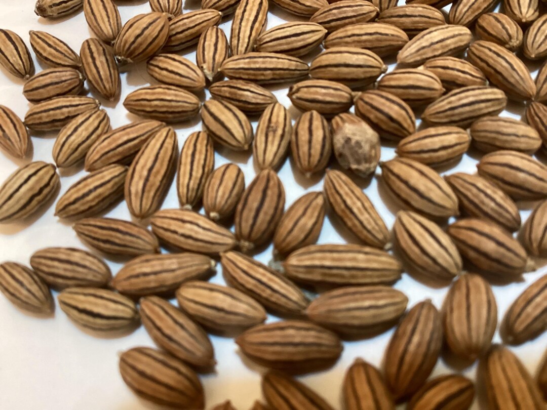 Russian Olive Tree Seeds (ELAEAGNUS ANGUSTIFOLIA) - Etsy