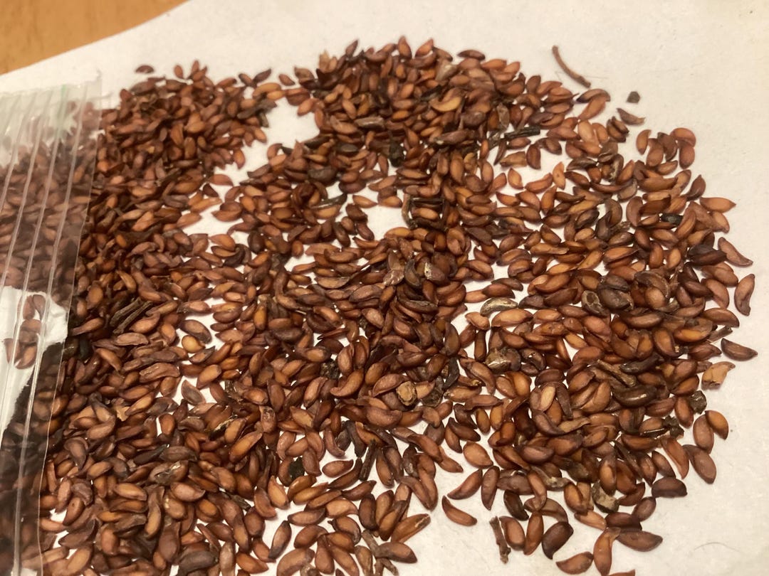 Rowan Tree Seeds (SORBUS AUCUPARIA) (european Mountain Ash) - Etsy