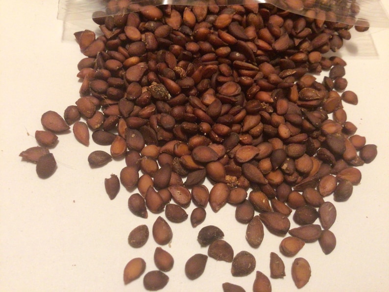 Common Pear Tree Seeds (PYRUS COMMUNIS) (domestic Pear) - Etsy