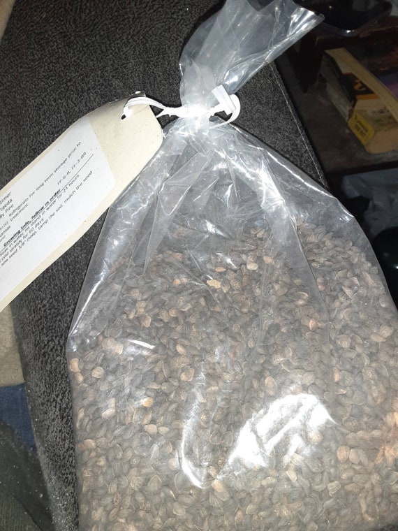 Loblolly Pine Tree Seeds pinus Taeda - Etsy