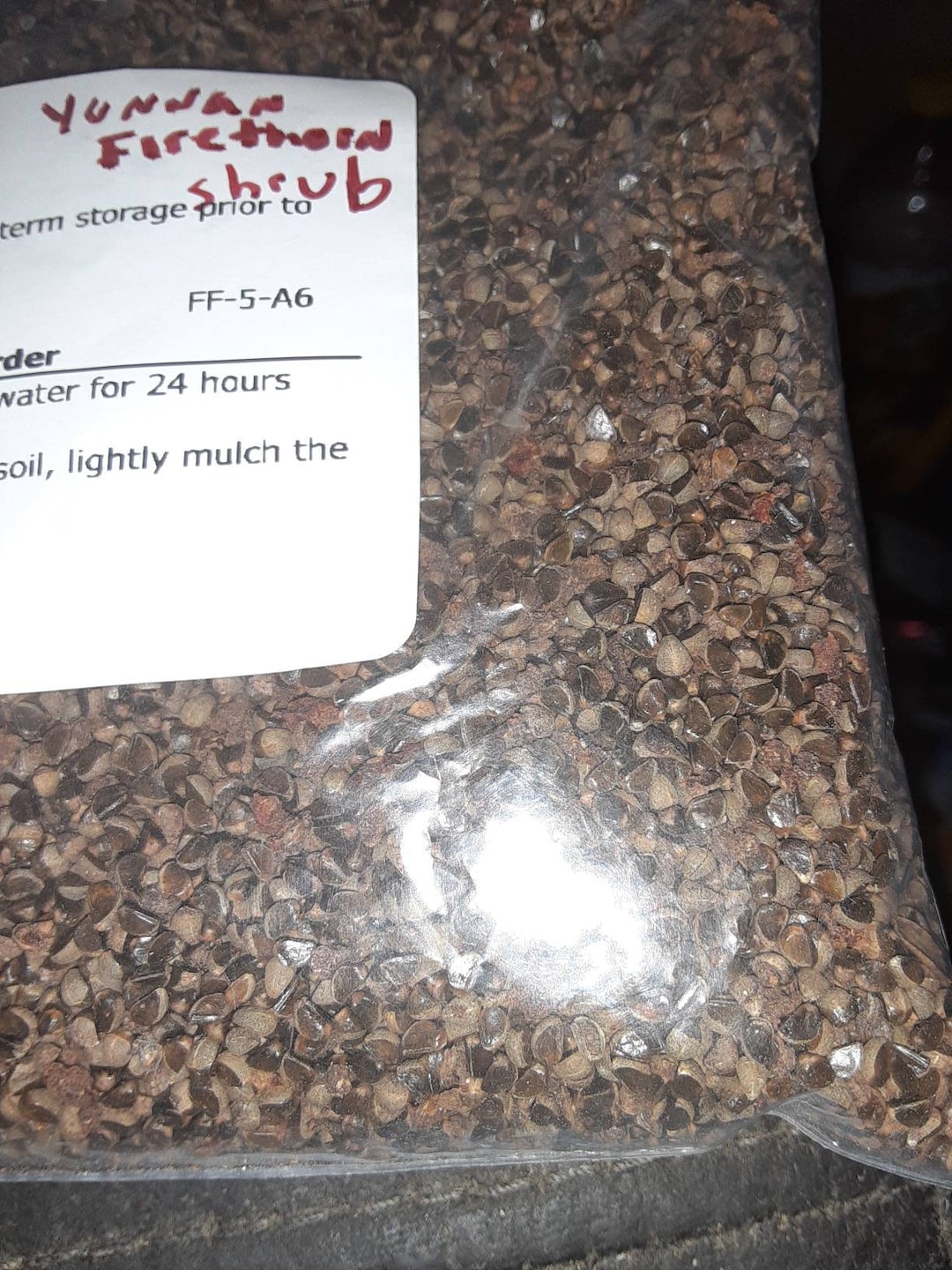 Chinese Firethorn Shrub Seeds pyracantha Fortuneana - Etsy