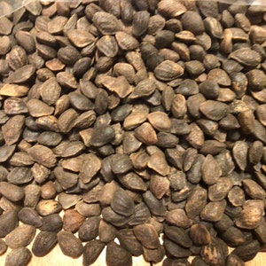 Loblolly Pine Tree Seeds (PINUS TAEDA) - Etsy