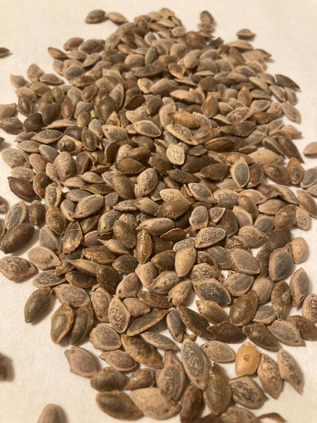 Blue Pine Tree Seeds (PINUS WALLICHIANA) (bhutan Pine) (himalayan White Pine) - Etsy Canada