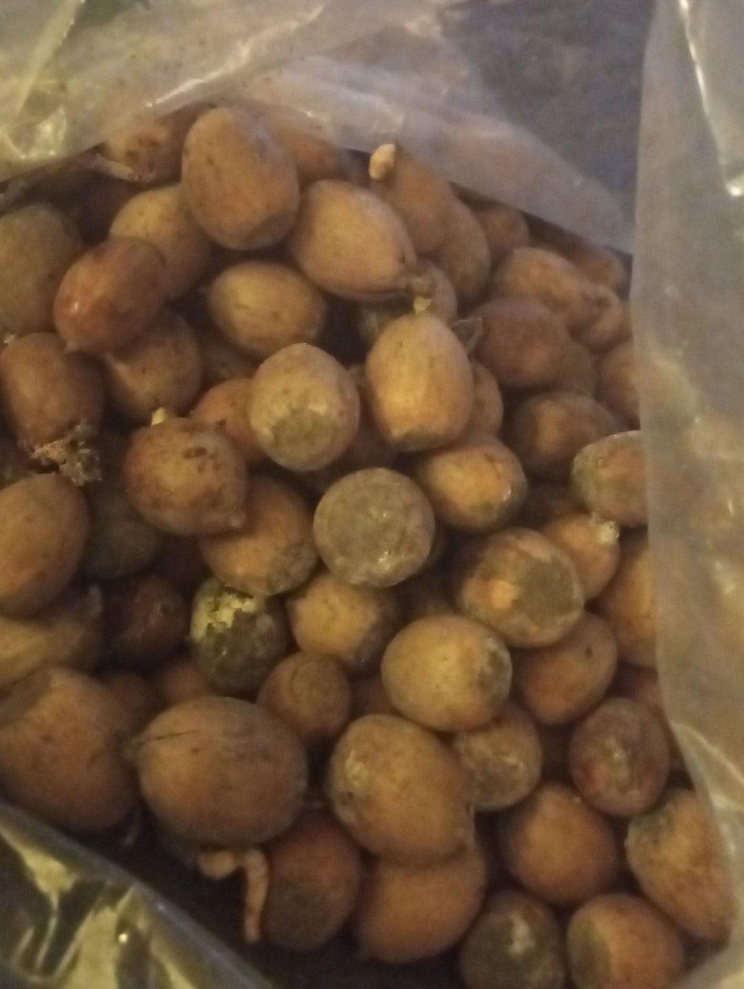 White Oak Tree Seeds Quercus Alba acorns - Etsy