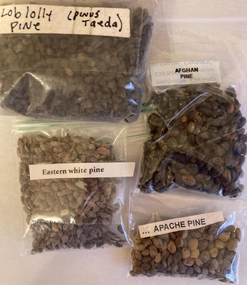3 Types of PINE TREE SEEDS (pinus Genus) (per Order Randomly Chosen) - Etsy
