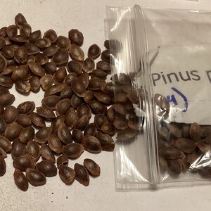 Macedonian Pine Tree Seeds (PINUS PEUCE) (balkan Pine) - Etsy