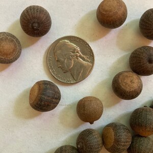 Willow Oak Tree Seeds (QUERCUS PHELLOS) (acorns) - Etsy