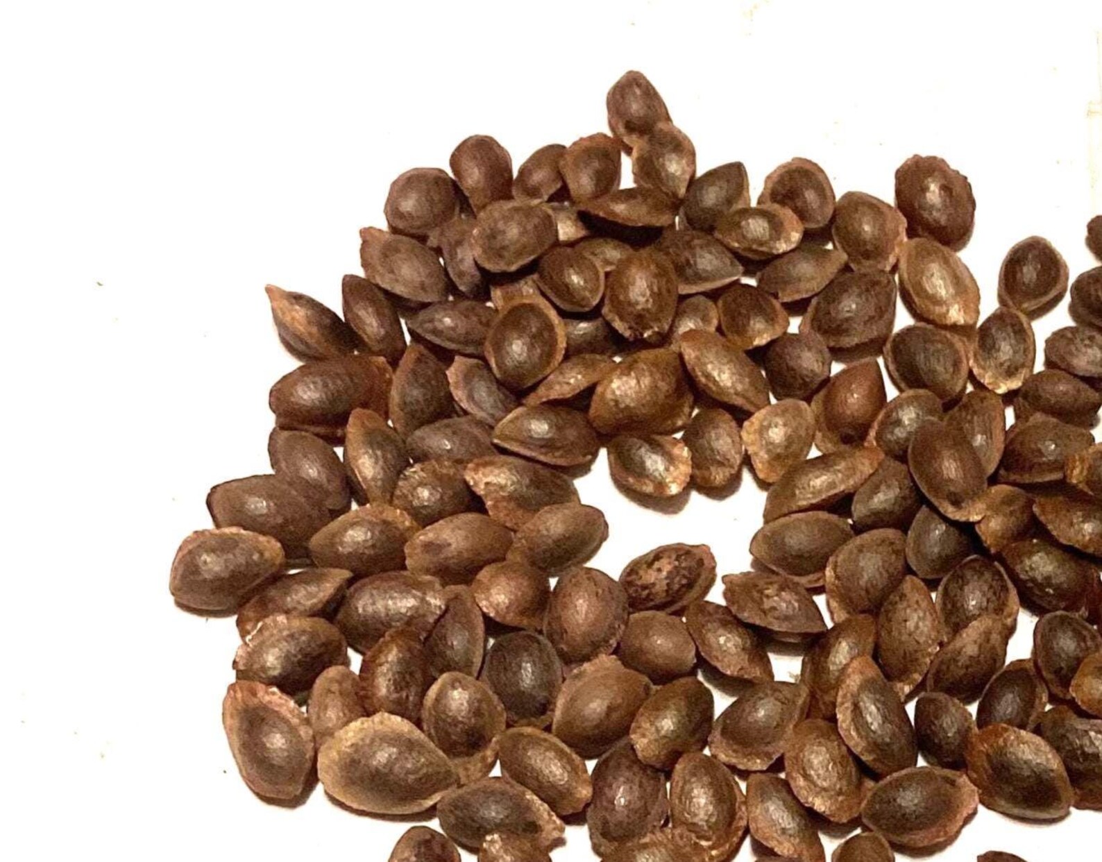 Macedonian Pine Tree Seeds (PINUS PEUCE) (balkan Pine)(greek Stone Pine ...