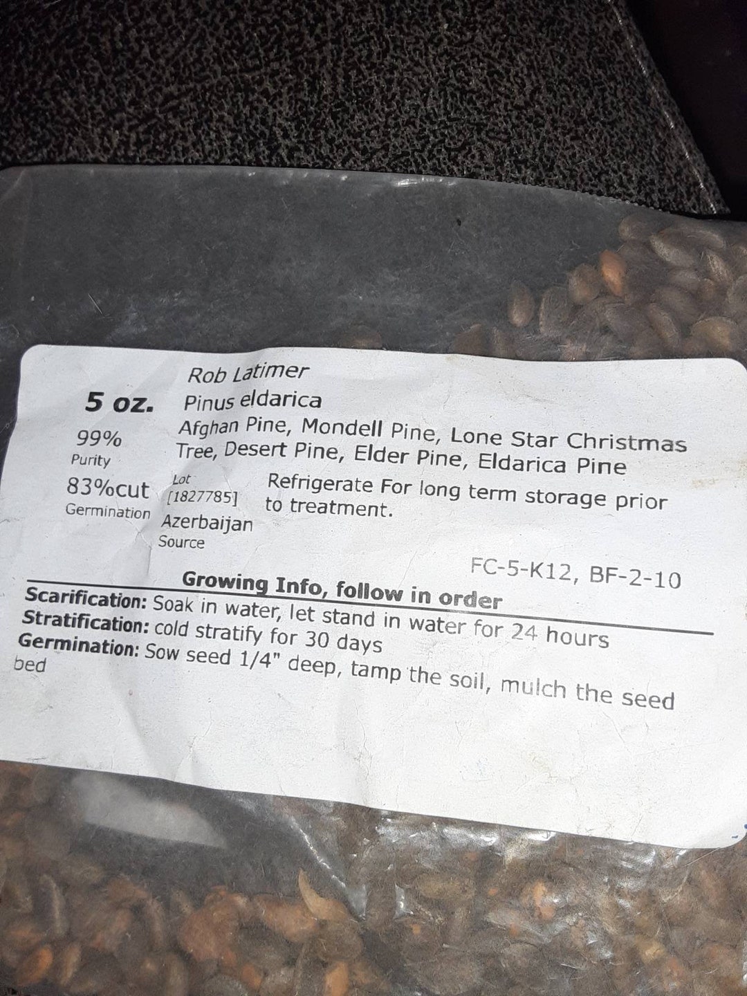 Mondell Pine Tree Seeds pinus Eldarica - Etsy