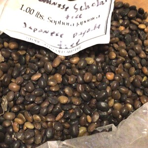 Japanese Pagoda Tree Seeds (SOPHORA JAPONICA) (chinese Scholar Tree) - Etsy