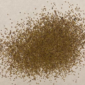 Trembling Aspen Tree Seeds (POPULUS TREMULOIDES) (quaking Aspen) - Etsy