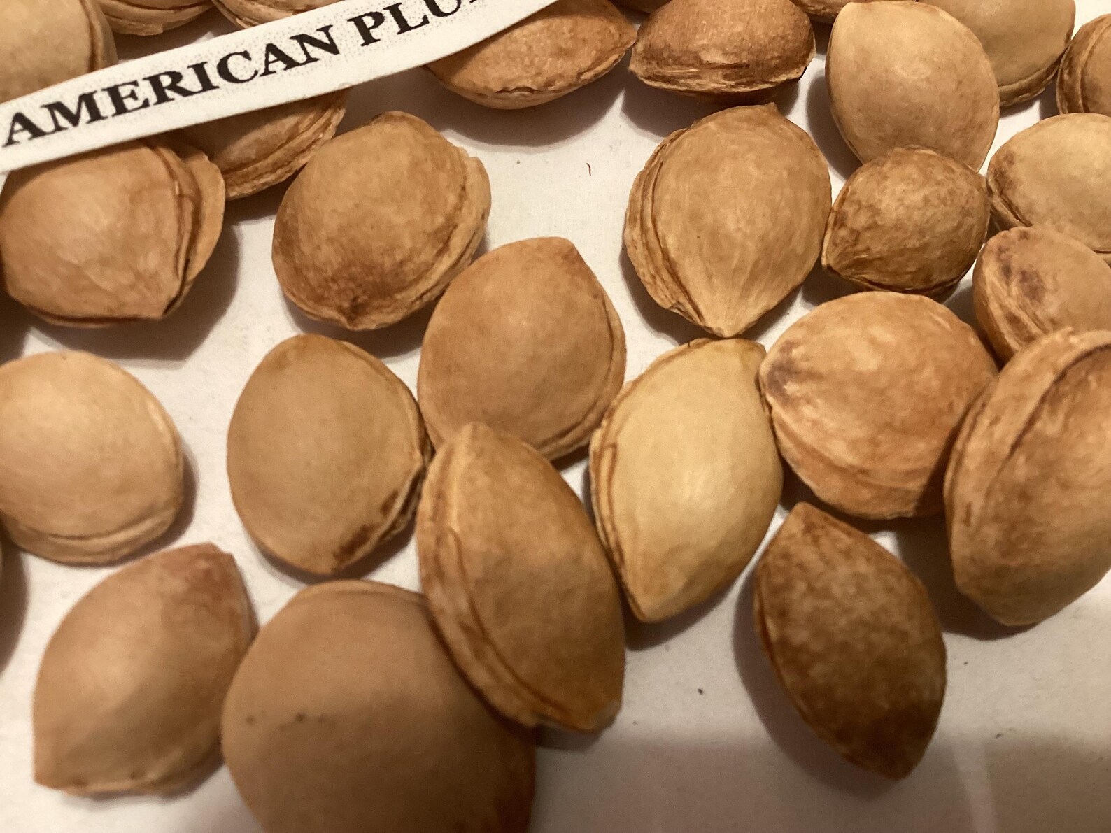 Common Wild Plum Tree Seeds (PRUNUS AMERICANA) (american Plum) - Etsy