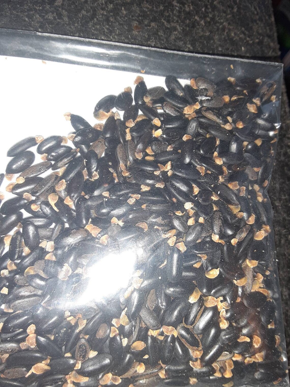 Bailey Acacia Tree Seeds acacia Baileyana - Etsy