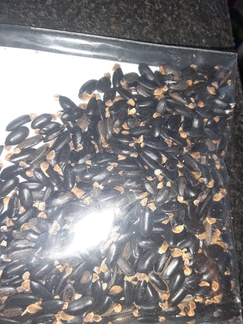 Bailey Acacia Tree Seeds acacia Baileyana - Etsy