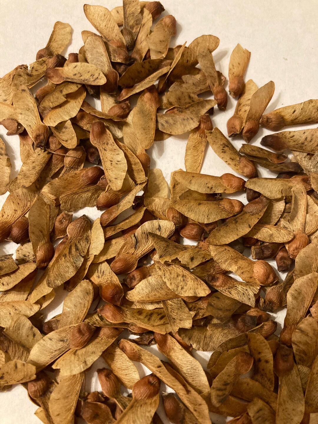 Snake-barked Maple Tree Seeds (ACER CAPILLIPES) (red Snakebark Maple ...