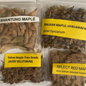 3 Types of MAPLE TREE SEEDS (per Order Randomly Chosen) - Etsy