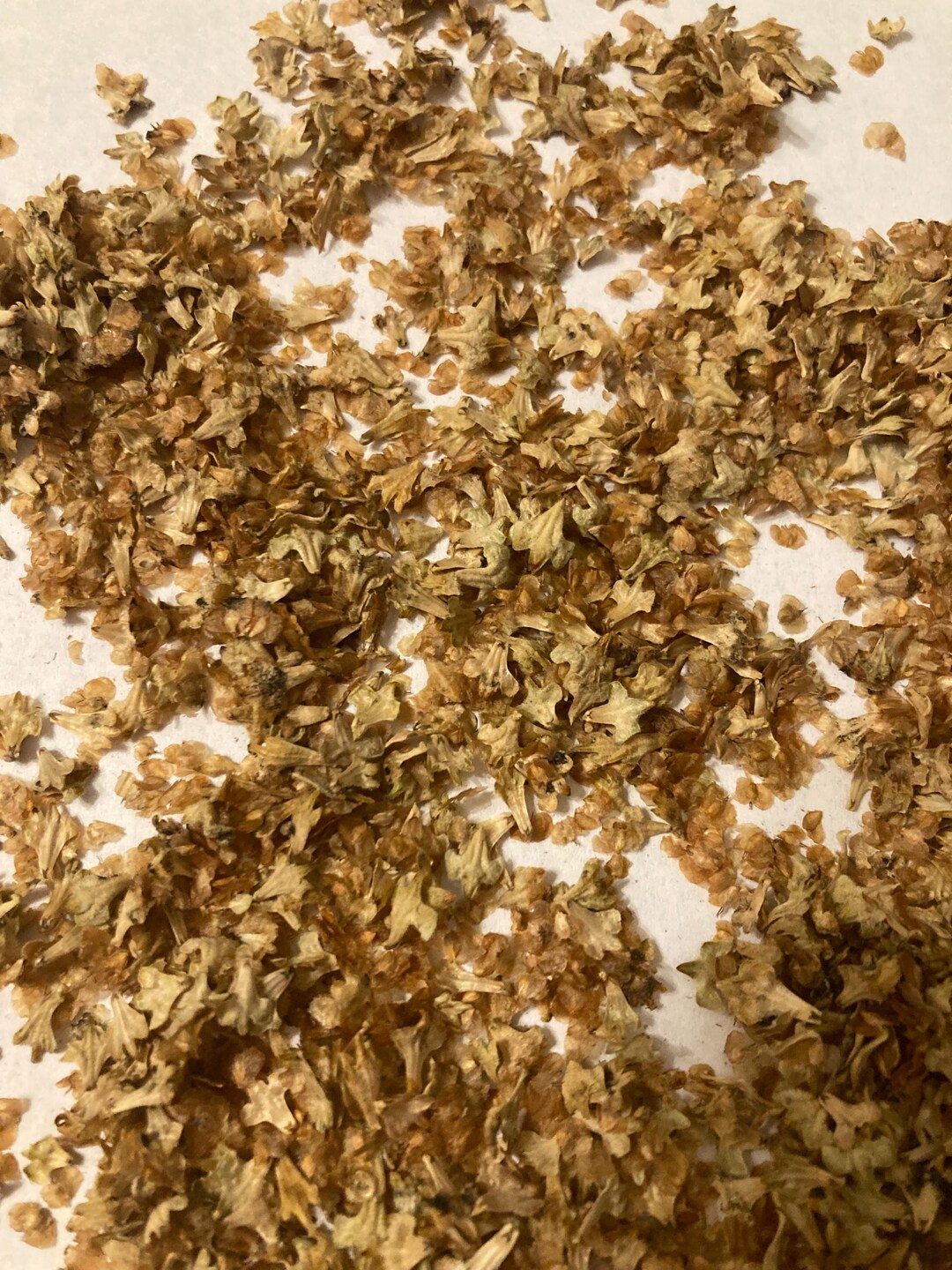 Canoe Birch Tree Seeds (BETULA PAPYRIFERA) (paper Birch) (white Birch ...