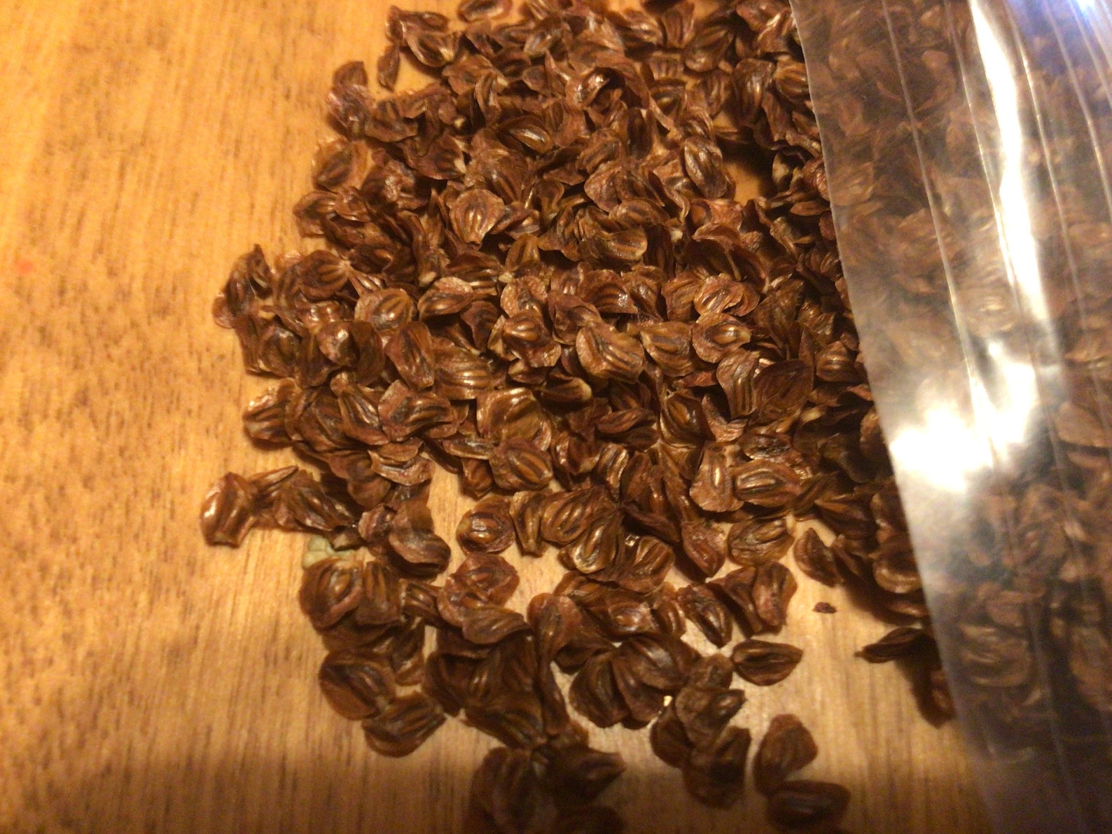 Japanese White Cedar Tree Seeds (CHAMAECYPARIS OBTUSA) (hinoki Cypress ...