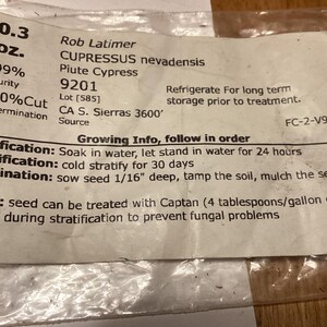 Piute Cypress Tree Seeds (CUPRESSUS NEVADENSIS) - Etsy