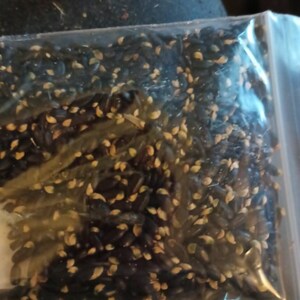 Bailey Acacia Tree Seeds acacia Baileyana golden Mimosa Tree - Etsy