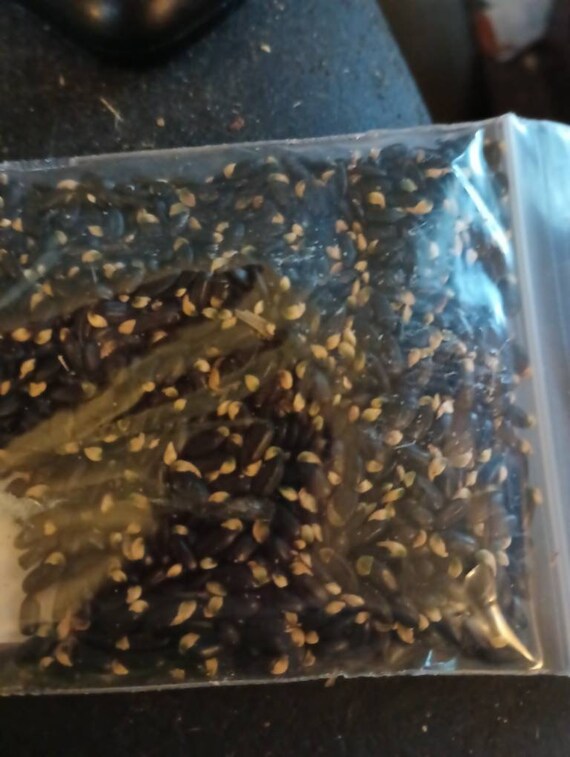 Golden Mimosa Tree Seeds acacia Baileyana - Etsy