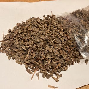 Trident Maple Tree Seeds (ACER BUERGERIANUM) (three-toothed Maple) - Etsy