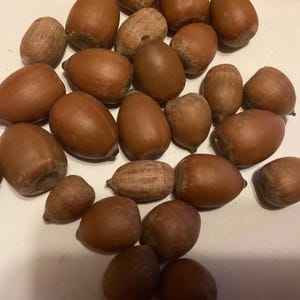 Red Oak Tree Seeds (QUERCUS BOREALIS RUBRA Northern) (northern Red Oak ...